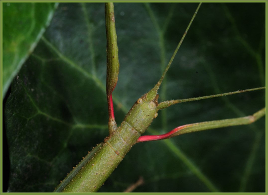 Indische wandelende tak – Kinderboerderij de Oude Hofstede